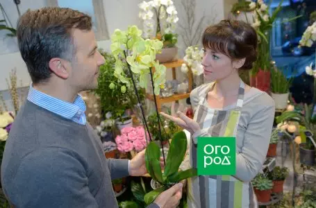 9 igazi módja az orchidea tönkre 1190_3