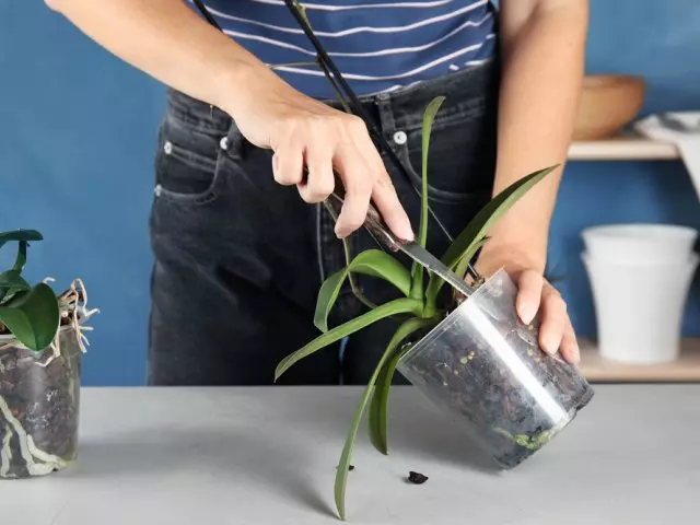 Orchidea transzplantáció