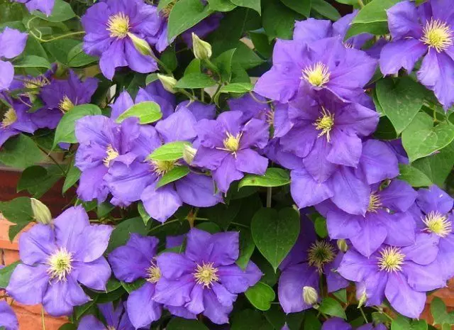 Clematis