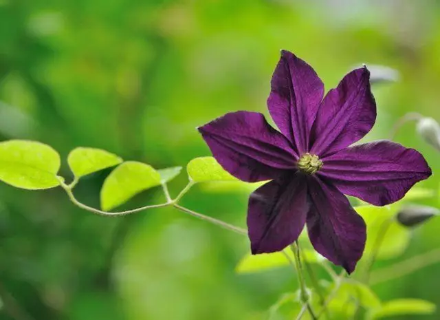 Clematis.