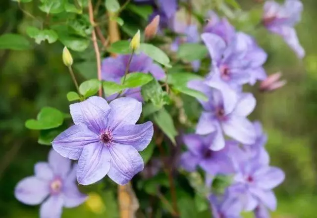 Clematis