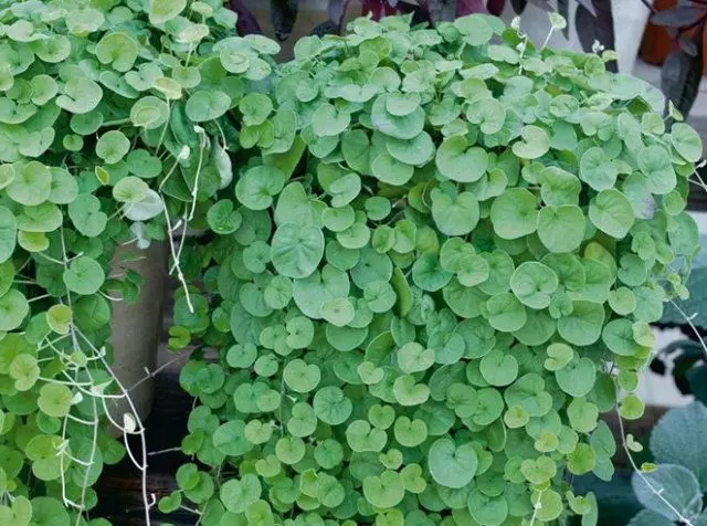 Dichondra emerald.