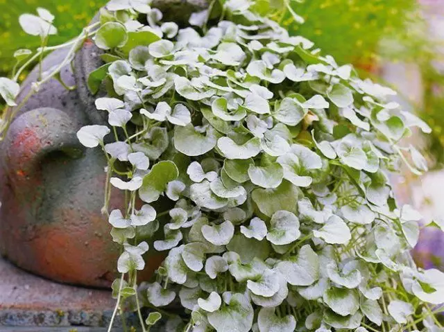 Dichondra маргад.