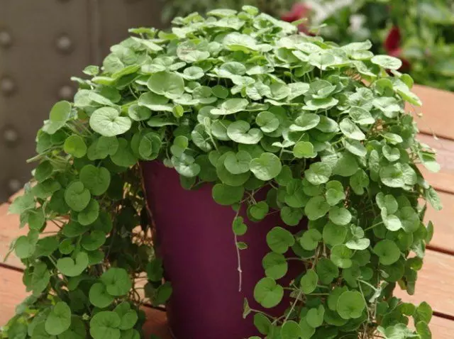 Dichondra smaragd.