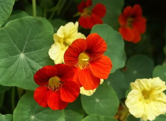 Nasturtium