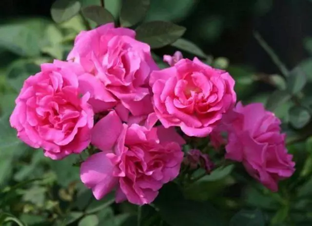 Rose Zephyrin Drohotin