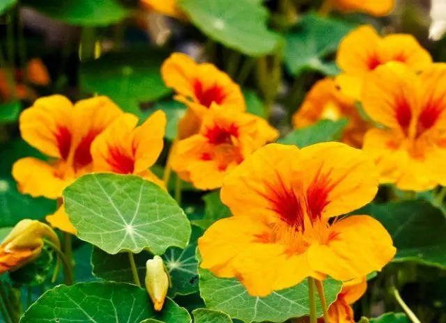 Nasturtium