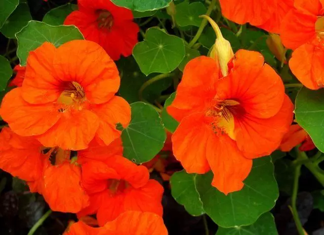 nasturtium