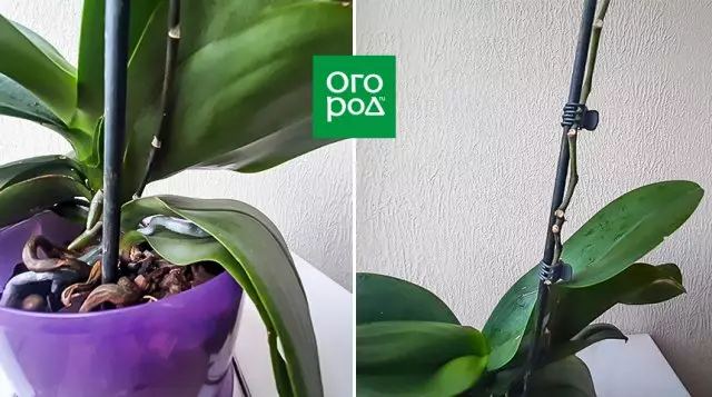 Kunyangwe maruva emaruva ears orchid mushure mekuyerera