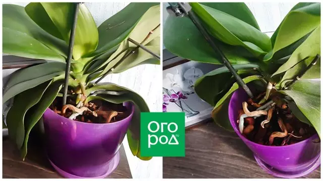 Maitiro ekucheka orchid mushure mekuyerera