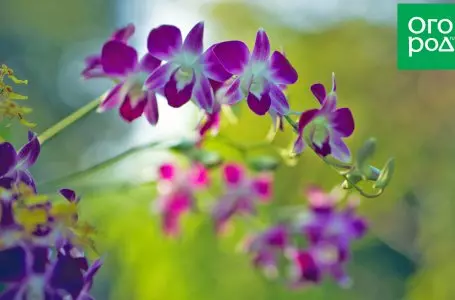 A kam nevojë për të prerë orkidin pas lulëzimit dhe si ta bëni atë të drejtë - master klasë me foto 1192_9