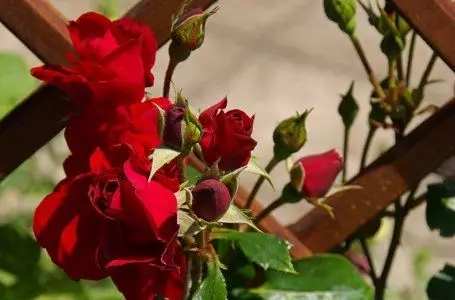 Tuntun 2017: 8 ẹlẹwa Roses Roses German 11944_18