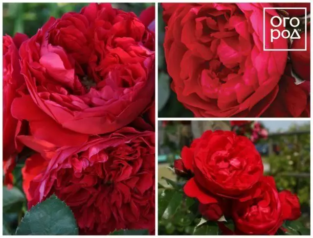 Rose Plaele Florentina ™ arbor. ™