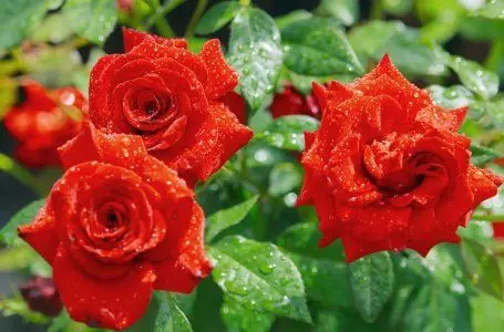 Tuntun 2017: 8 ẹlẹwa Roses Roses German 11944_5