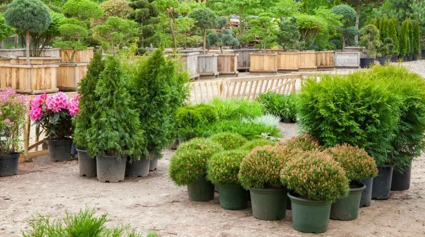 : Saplings Conifers