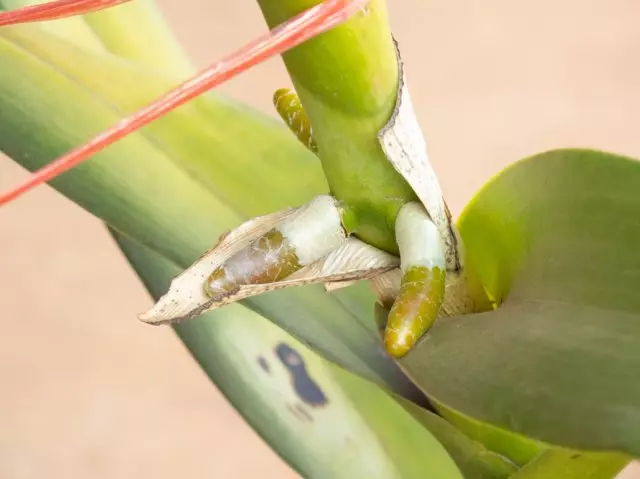 Raízes aéreas das fotos da orquídea