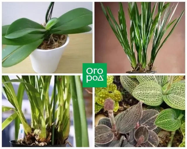 Amaqabunga e-orchid