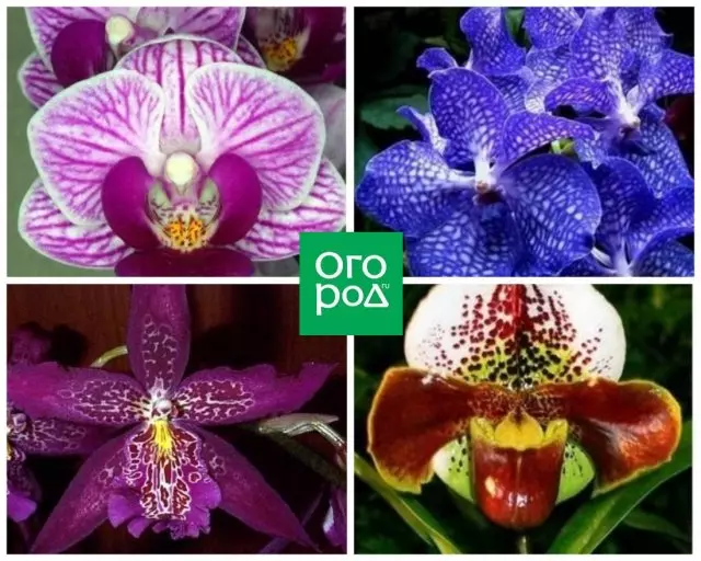 Orkidéblommor