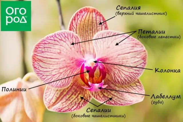 Орхидея гүлінің гүлдері схемасы