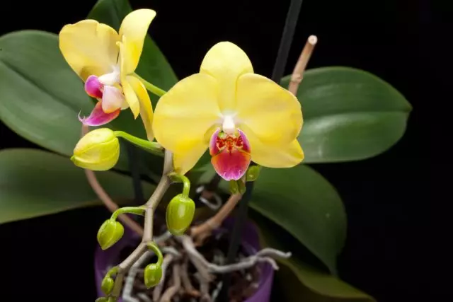 I-Orchid Falenopsis