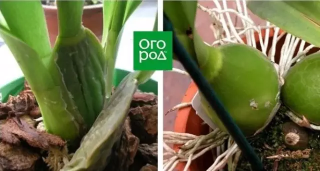 Pseudobulb i orkideer