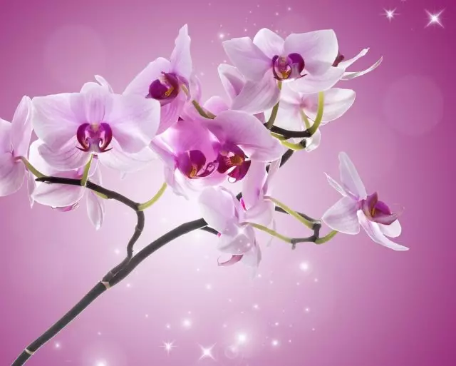 Цэцэг orchid orchid phalaenopsis