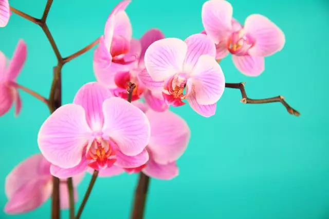 Цэцэг orchid orchid phalaenopsis