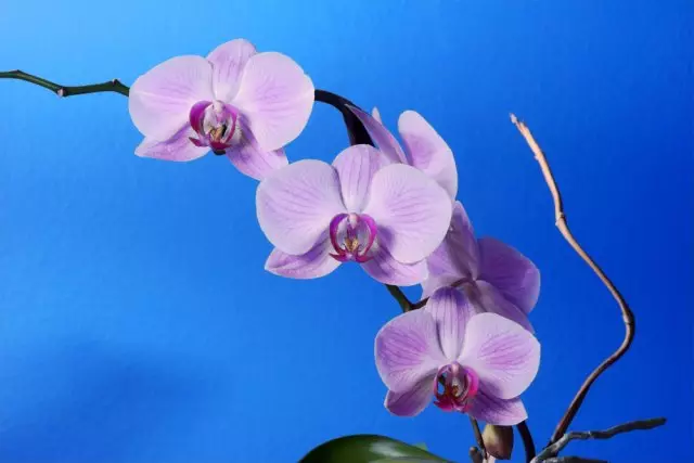 Cvijeće orhideja Phalaenopsis