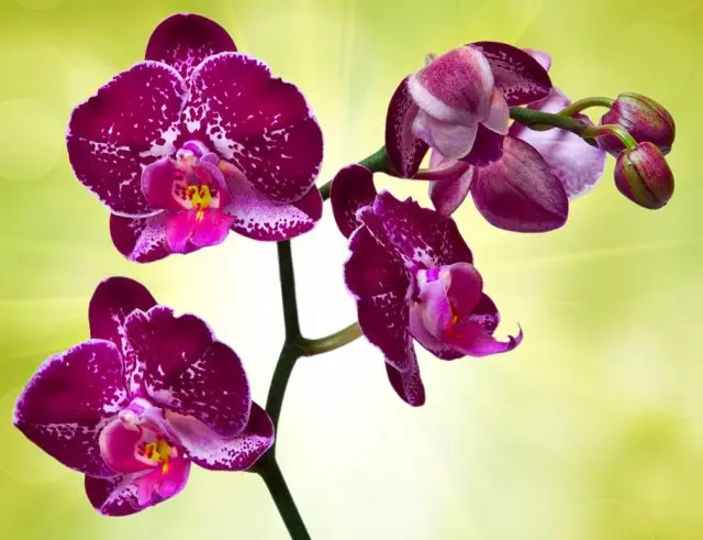 Květiny orchidej phalaenopsis.