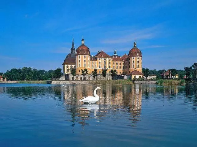 Swan in front of the castle