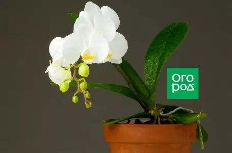 Mini Orchids: soarten en subtiliteiten fan it groeien fan thús 1198_10