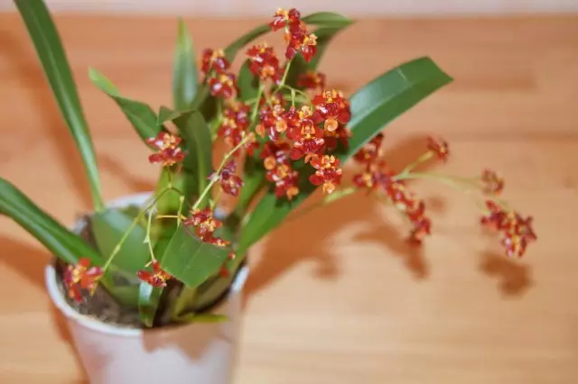 Oncidium twinkl.