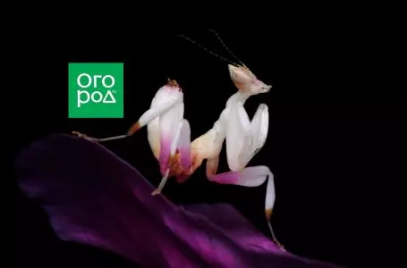 Mini orquídeas: tipos e sutilezas de crecemento na casa 1198_13