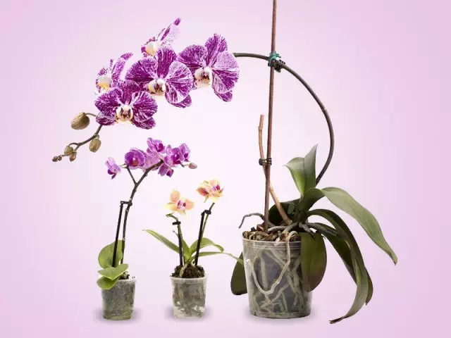 Orquídeas de comparación