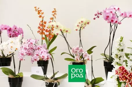 Obere orchids: ụdị na ụzọ aghụghọ nke itolite n'ụlọ 1198_4