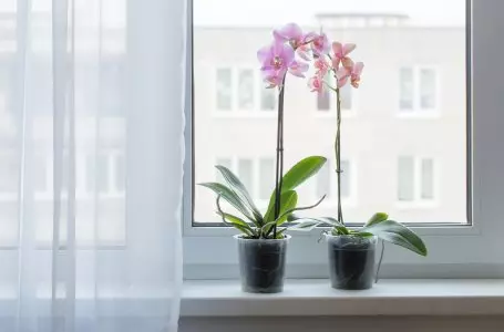 Mini orquídeas: tipos e sutilezas de crecemento na casa 1198_7