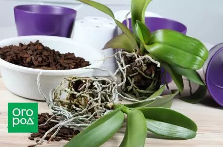 Mini orquídeas: tipos e sutilezas de crecemento na casa 1198_8