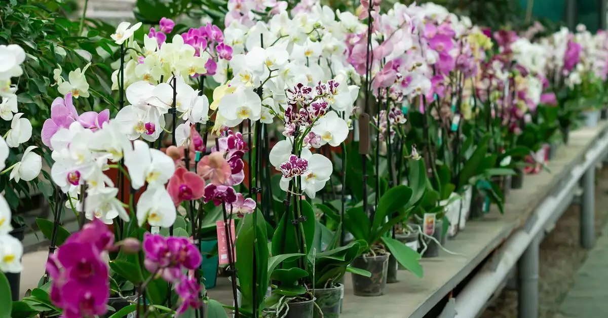 Mini, MIDI, padrão e outras variedades de Phalaenopsis (+ melhores variedades e híbridos)