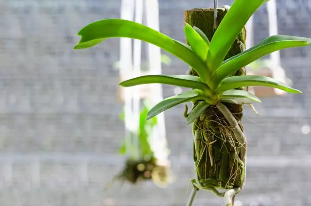 Kako rasti orhideja na blok kulturu