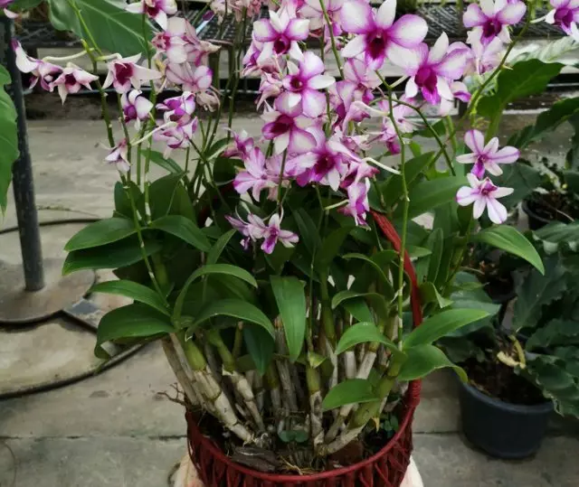 Себетте орхидея қалай өсіруге болады