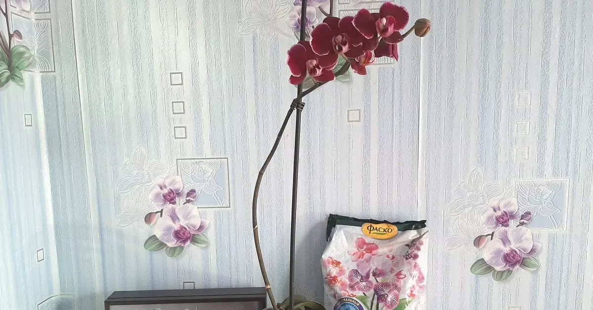 چه کاری باید انجام دهید اگر Orchid Blooming Rotes - یک کلاس استاد با یک عکس