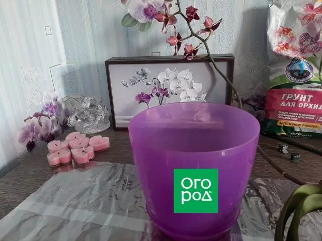 Hogyan lehet átültetni orchidea egy másik pot