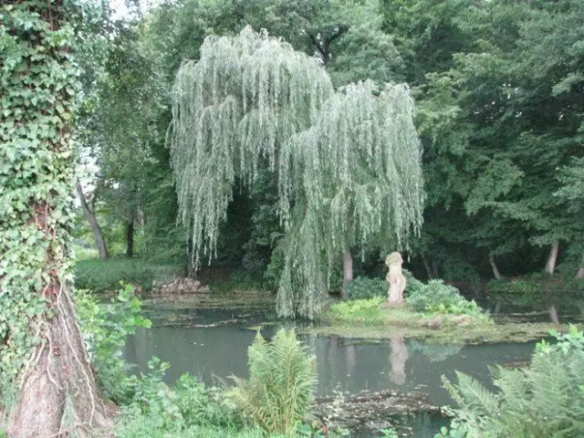 Willow sa lanaw