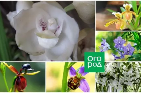 Bekende soarten Orchideeën - Hoe liket d'r út te groeien 1202_11