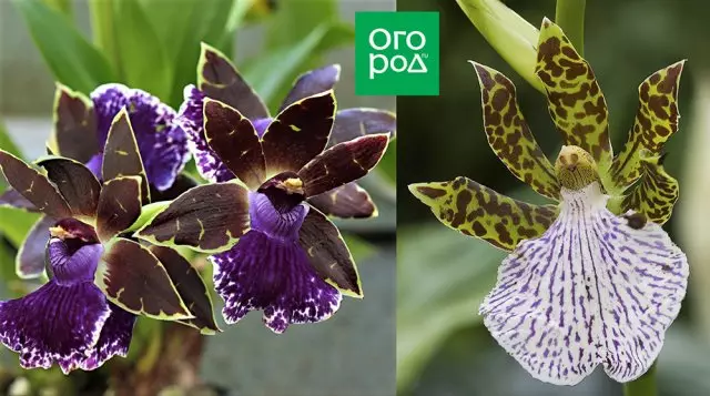 Orchidées rares