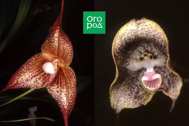 Rare Orchids