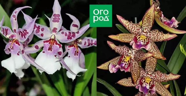 Orchidées rares