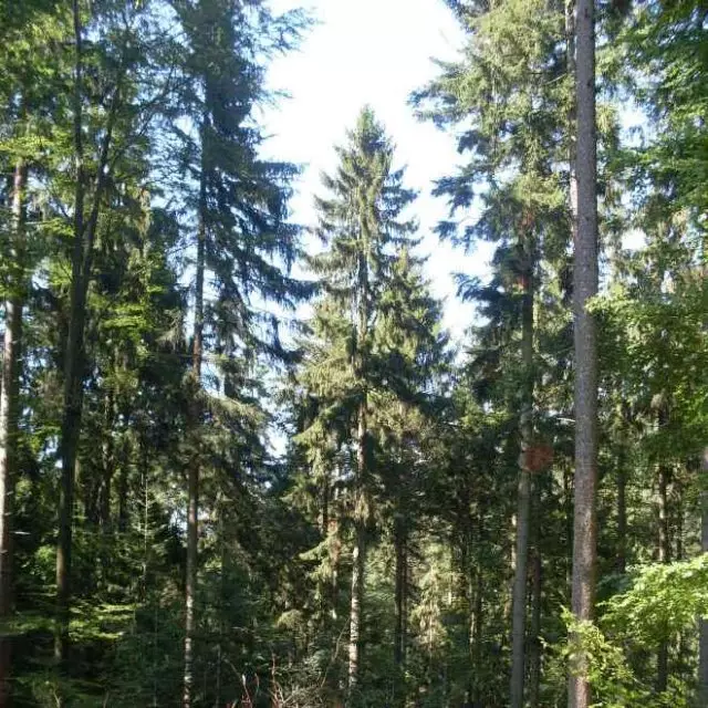 Sa Swabian forest.