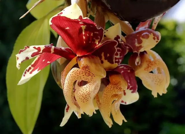 Orhidejas ar patīkamu spēcīgu smaržu