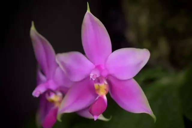 Orhidejas ar patīkamu spēcīgu smaržu